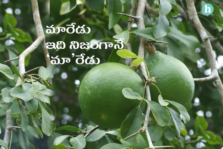 12 Incredible And Surprising Benefits of Wood Apple (Bael)!!